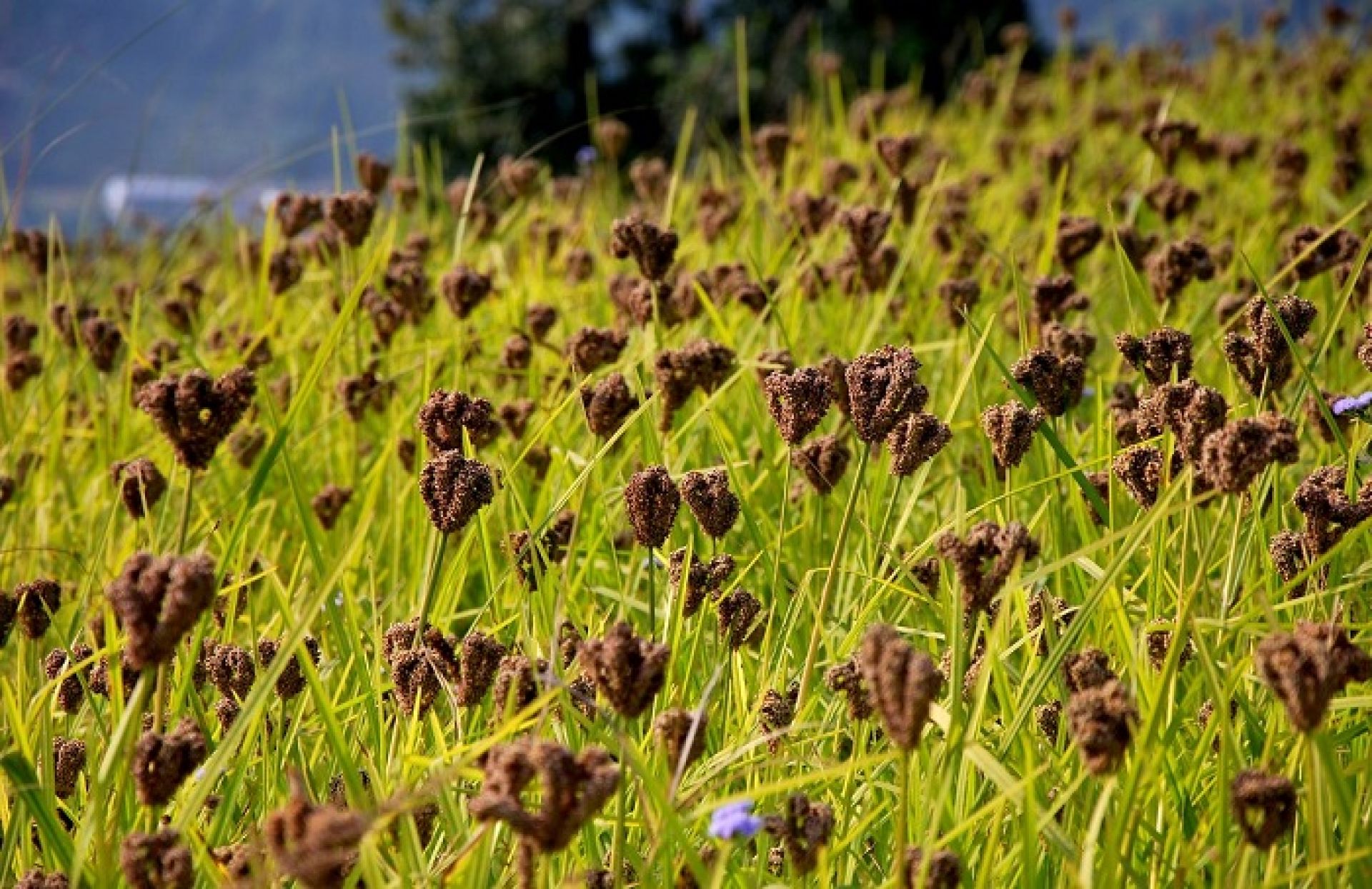 कोदोको उत्पादन घट्दै जाँदा आयात बढ्यो, पूर्वीनाकाबाट ८५ करोडको आयात ...