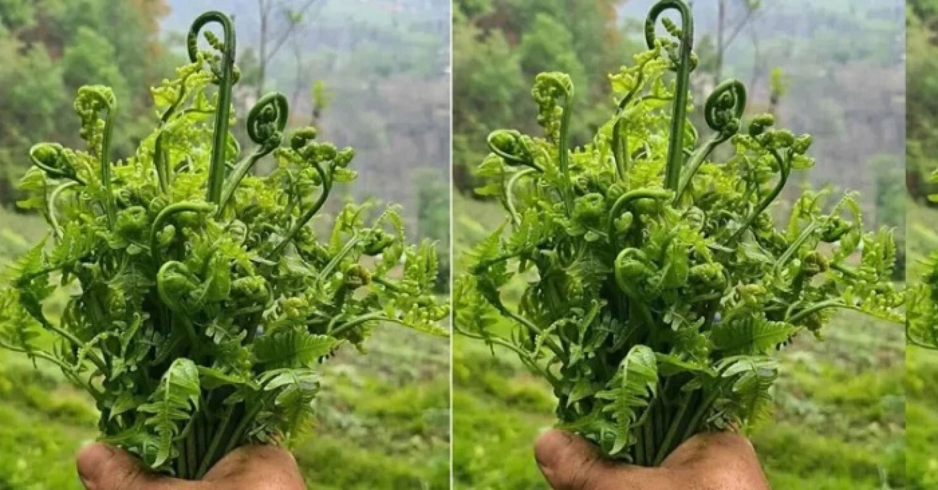 निगुरोको माग बढेसँगै मोरङका स्थानीय व्यापारमा व्यस्त | Bittiya Post